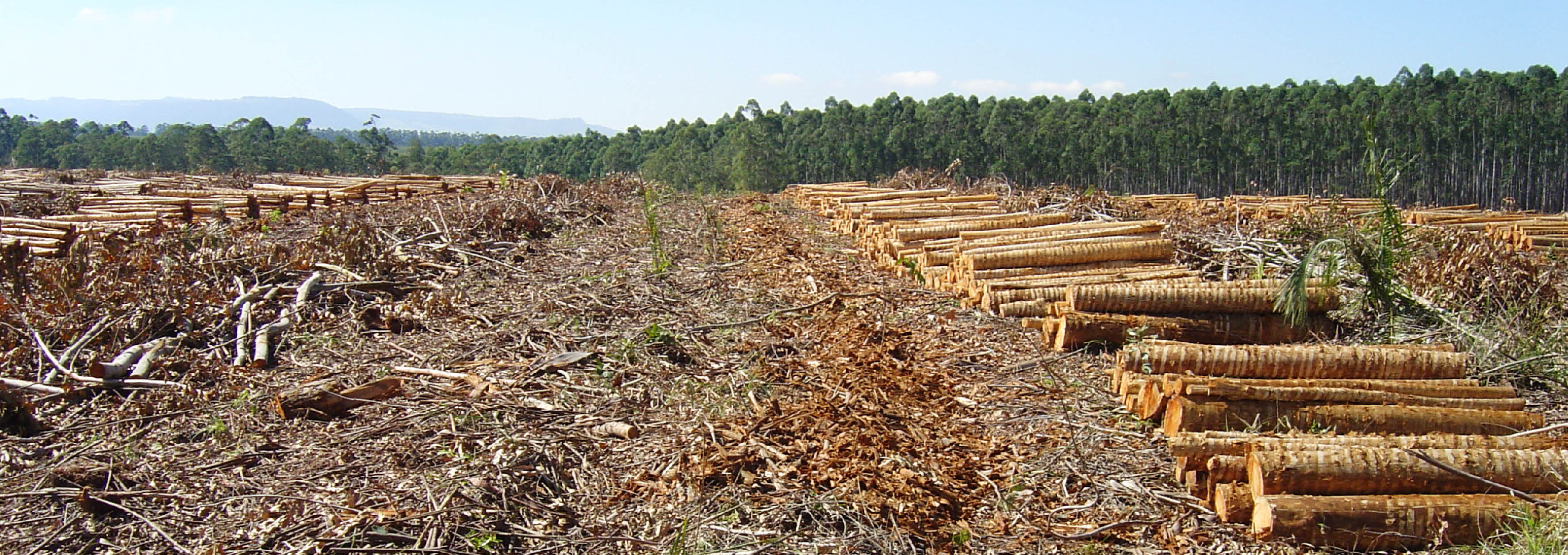 Nutrição e sustentabilidade de plantações florestais