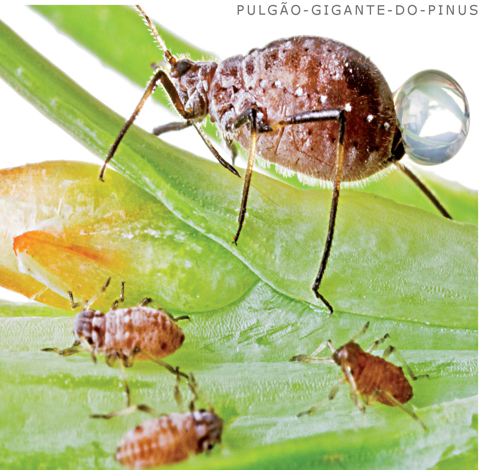 Manejo integrado de pragas em plantio de pinus