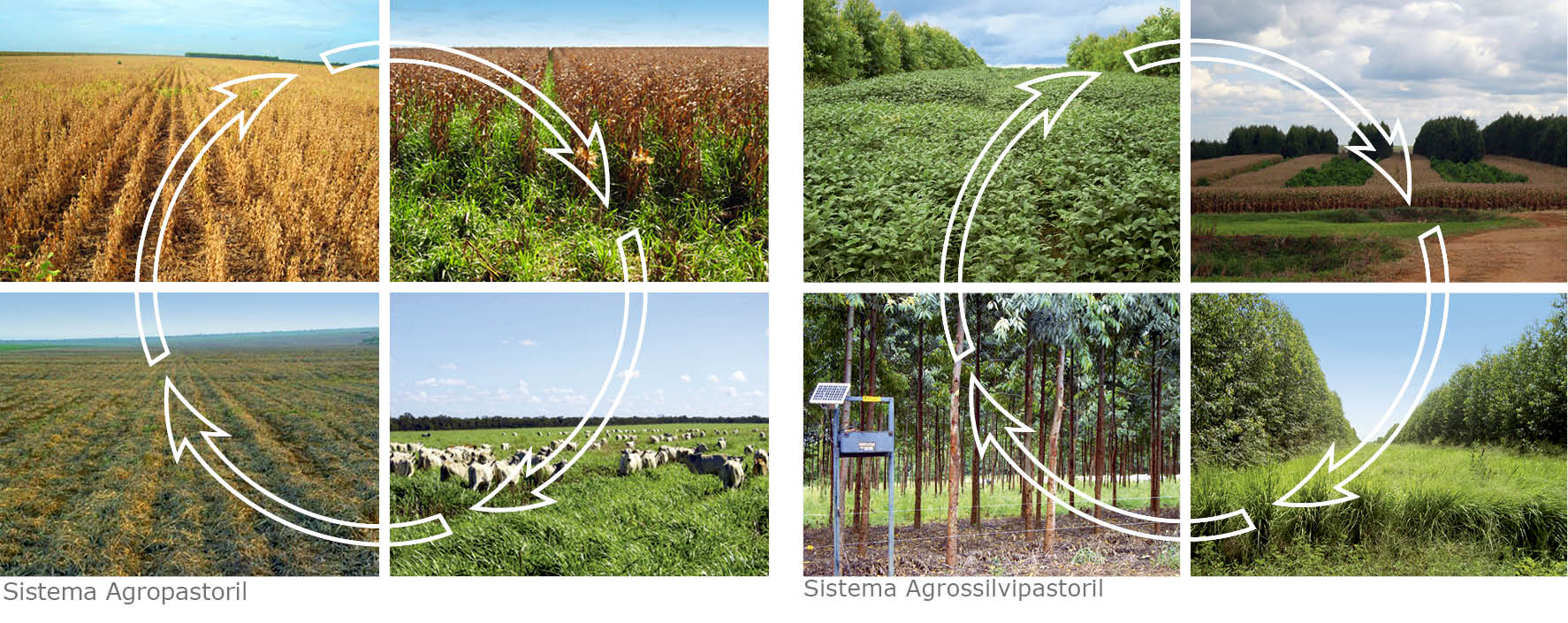 Sistema iLPF no matopiba