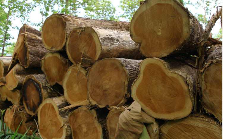 Cultivo e mercado da Teca